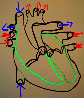 Mean Arterial Pressure Calculation (MAP) Nursing