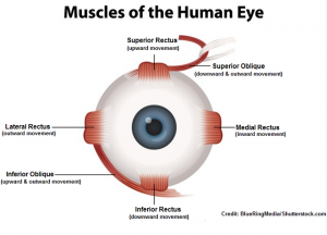 How to Assess the Six Cardinal Fields of Gaze