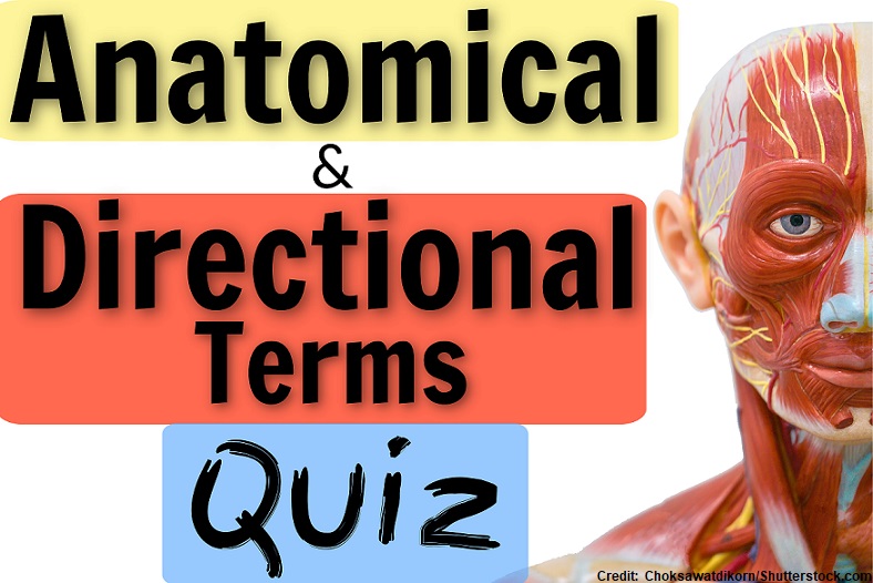 Directional Terms Quiz Anatomy And Physiology