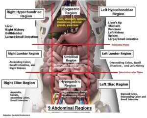 Four Abdominal Quadrants and Nine Abdominal Regions | Anatomy and ...