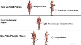 Anatomical Body Planes and Sections – Anatomy and Physiology