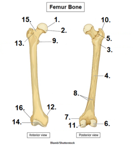 Femur Anatomy Quiz