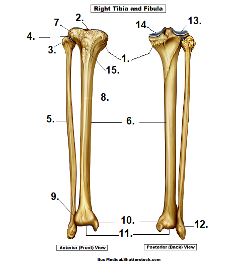 View Bone Anatomy Quizzes UK