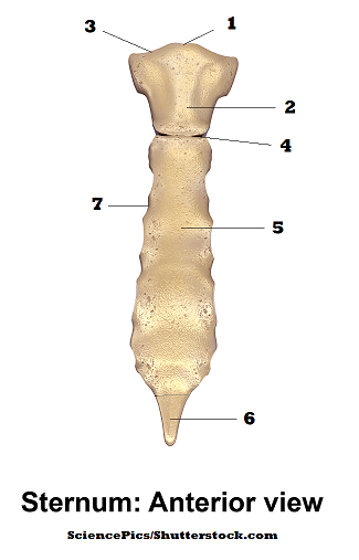 View Bone Anatomy Quizzes UK View Bone Anatomy Quizzes UK