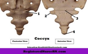 coccyx-anatomy-quiz