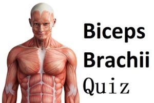 Biceps Brachii Anatomy Quiz
