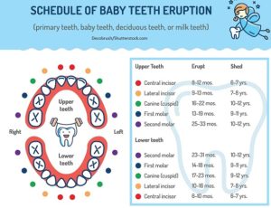 Types of Teeth and Their Functions: Incisors, Canines, Premolars, and ...